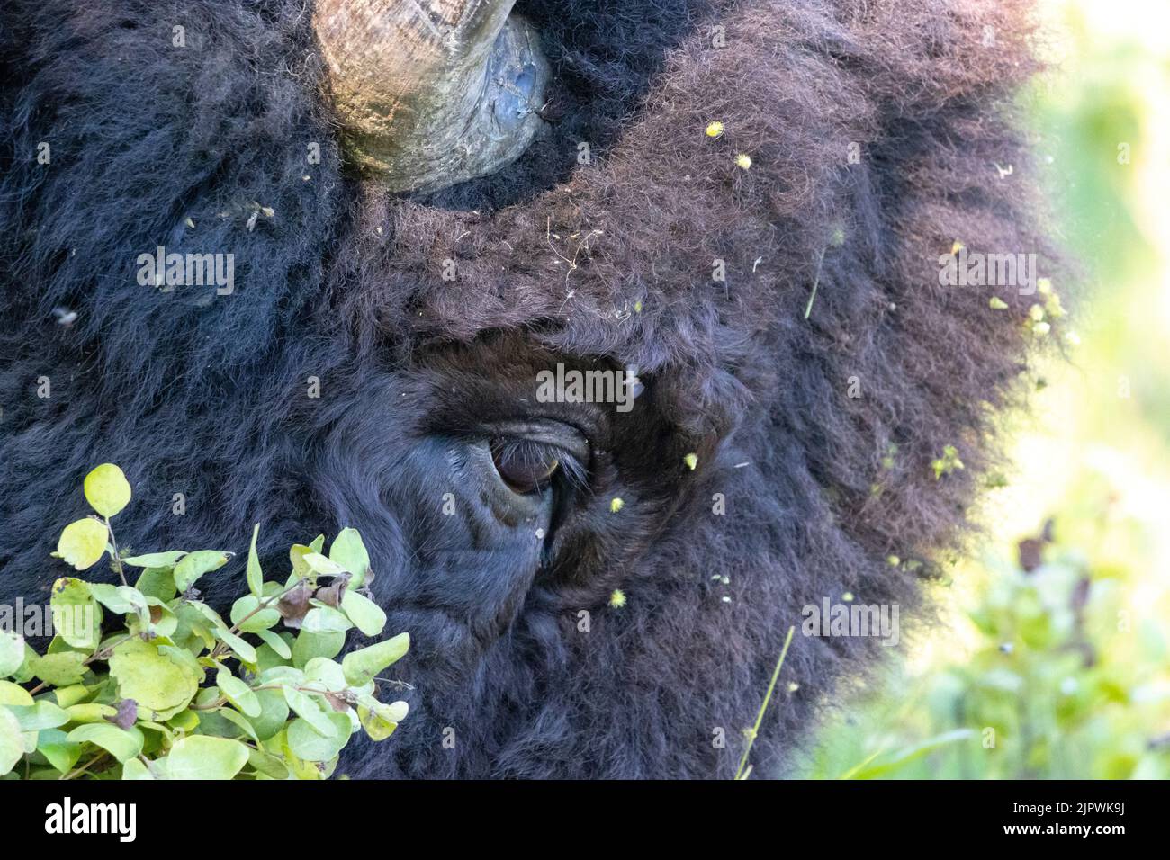 Bisons face hi-res stock photography and images - Alamy