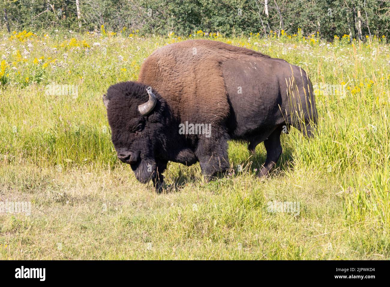 side profile of bison walking in green grass Stock Photo - Alamy