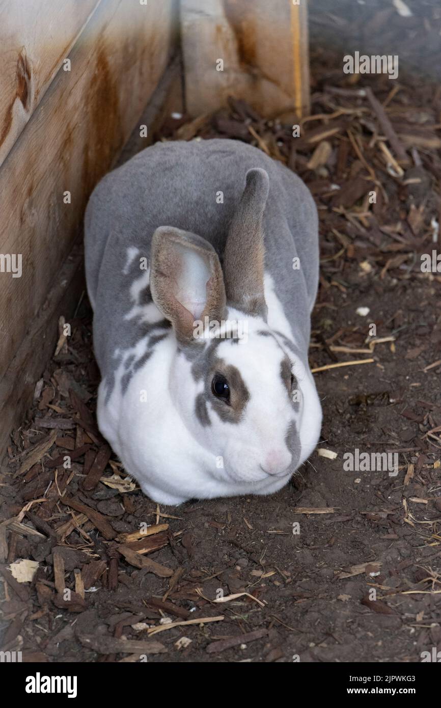Grey white rabbit hi-res stock photography and images - Alamy