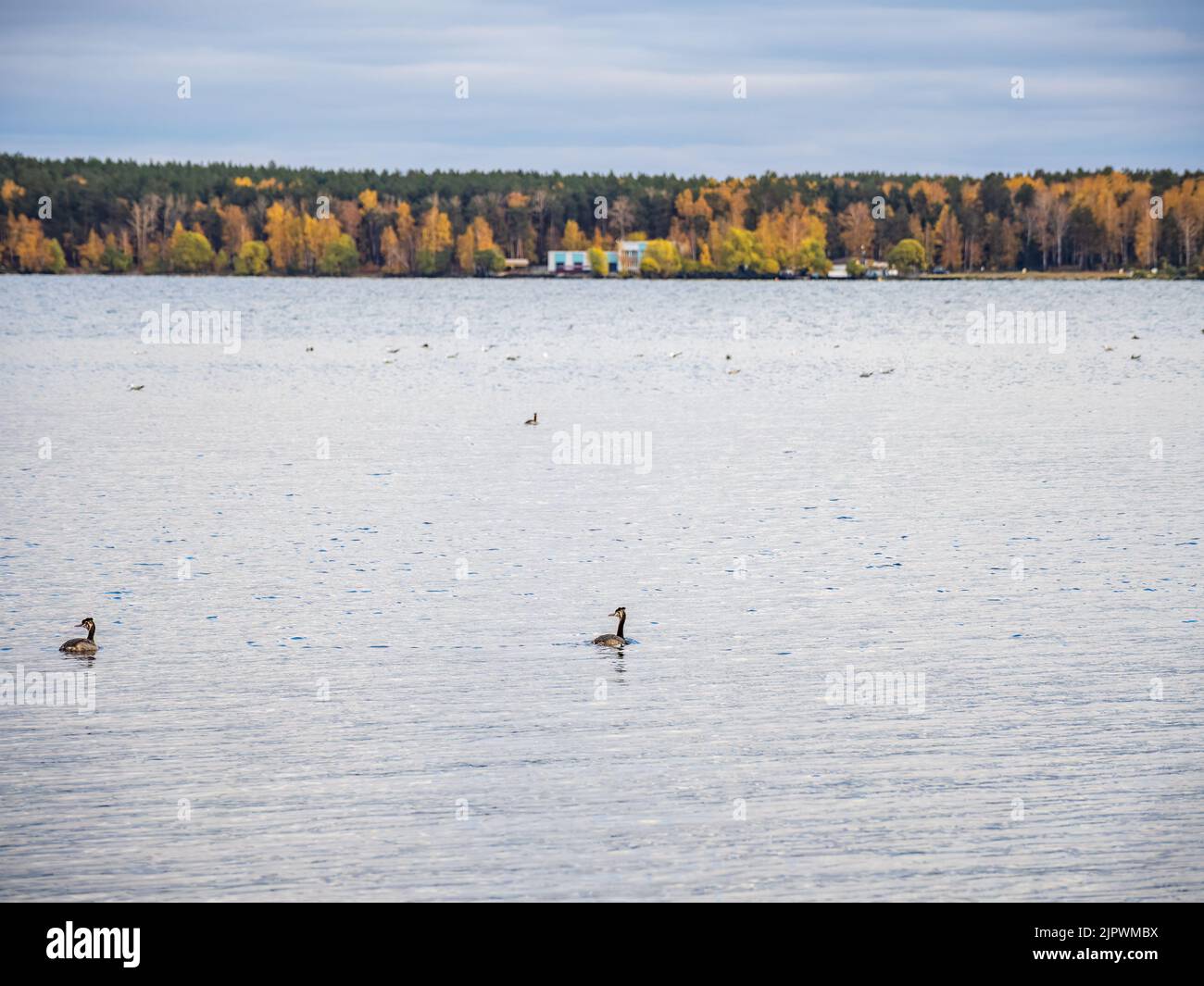Two Great Crested Grebes swim in the lake. The great crested grebe ...