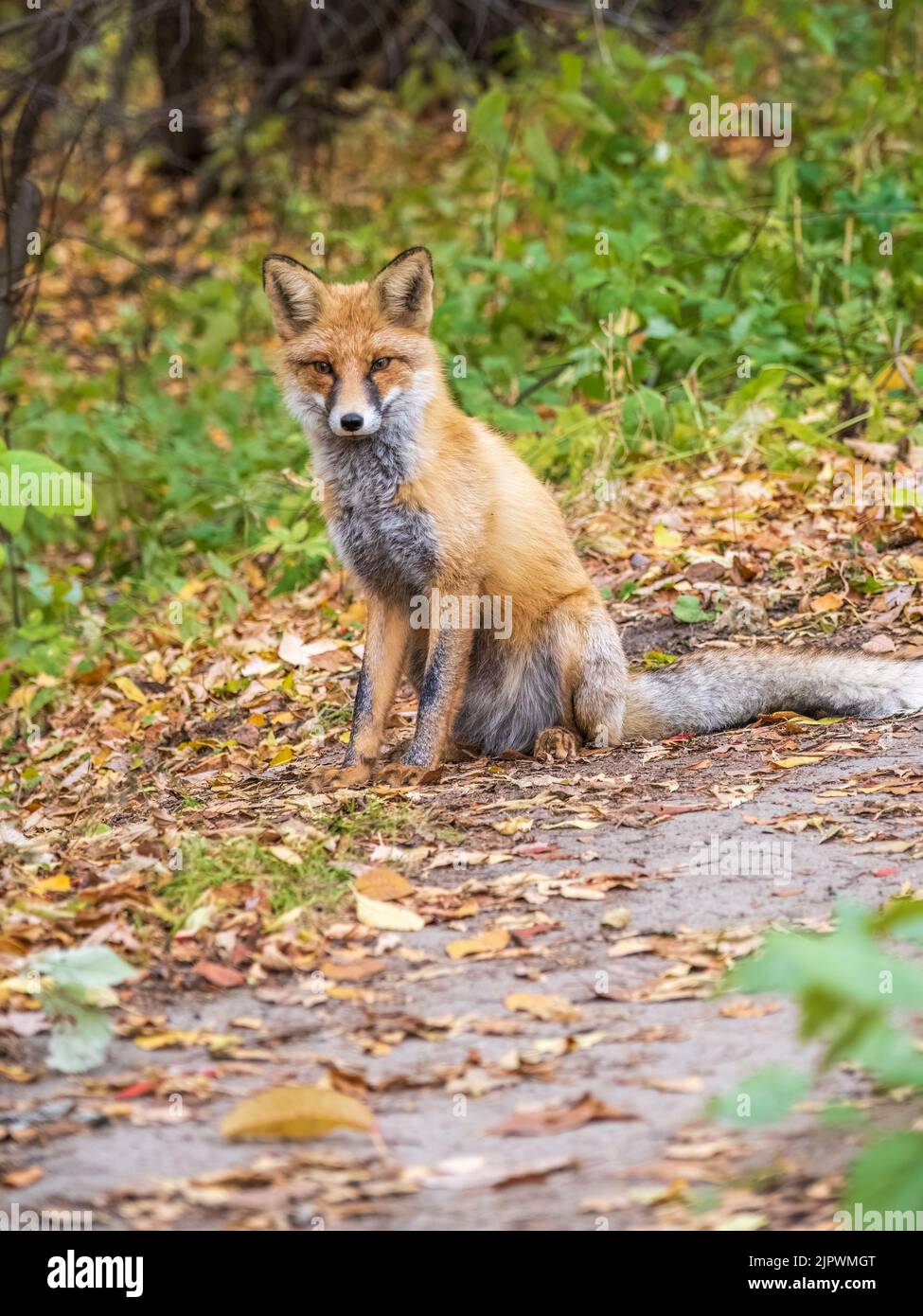 Red fox, Vulpes vulpes, sits on autumn forest path. Close up of a red fox Vulpes vulpes, sitting ...