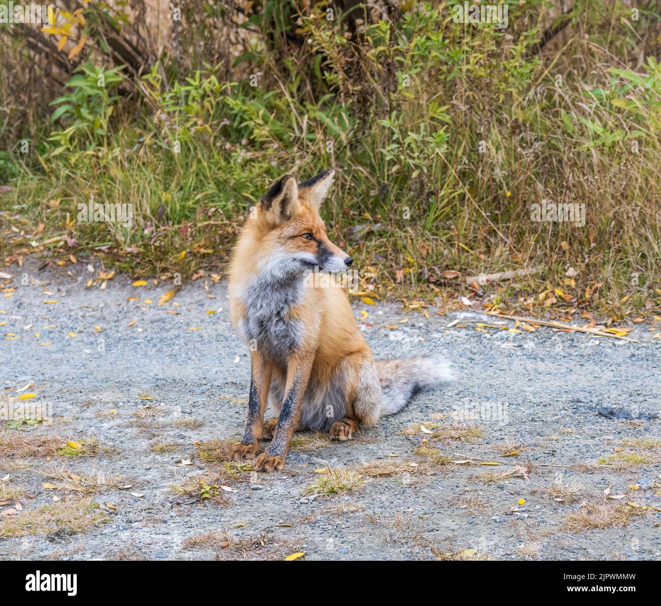 Red fox, Vulpes vulpes, sits on autumn forest path. Close up of a red fox Vulpes vulpes, sitting ...