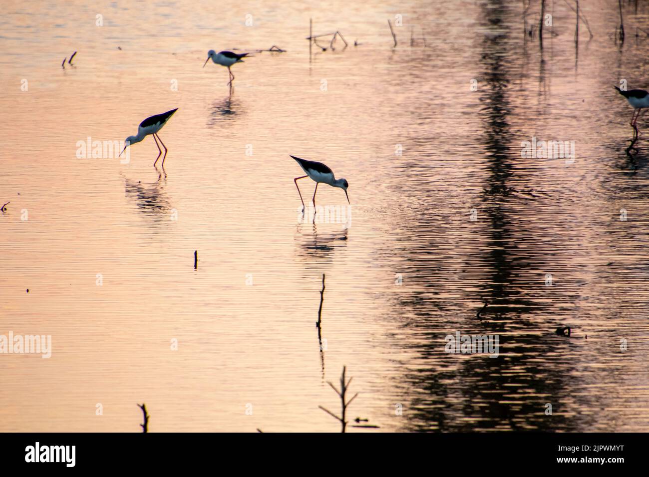 A group of black-winged stilts looking for food in a shallow lake at ...