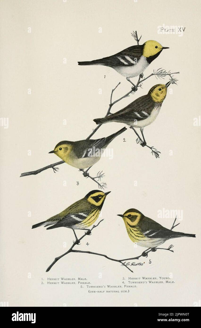 The warblers of North America (6308739865 Stock Photo - Alamy