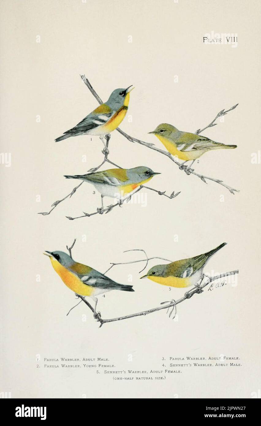 The warblers of North America (6309257918 Stock Photo - Alamy