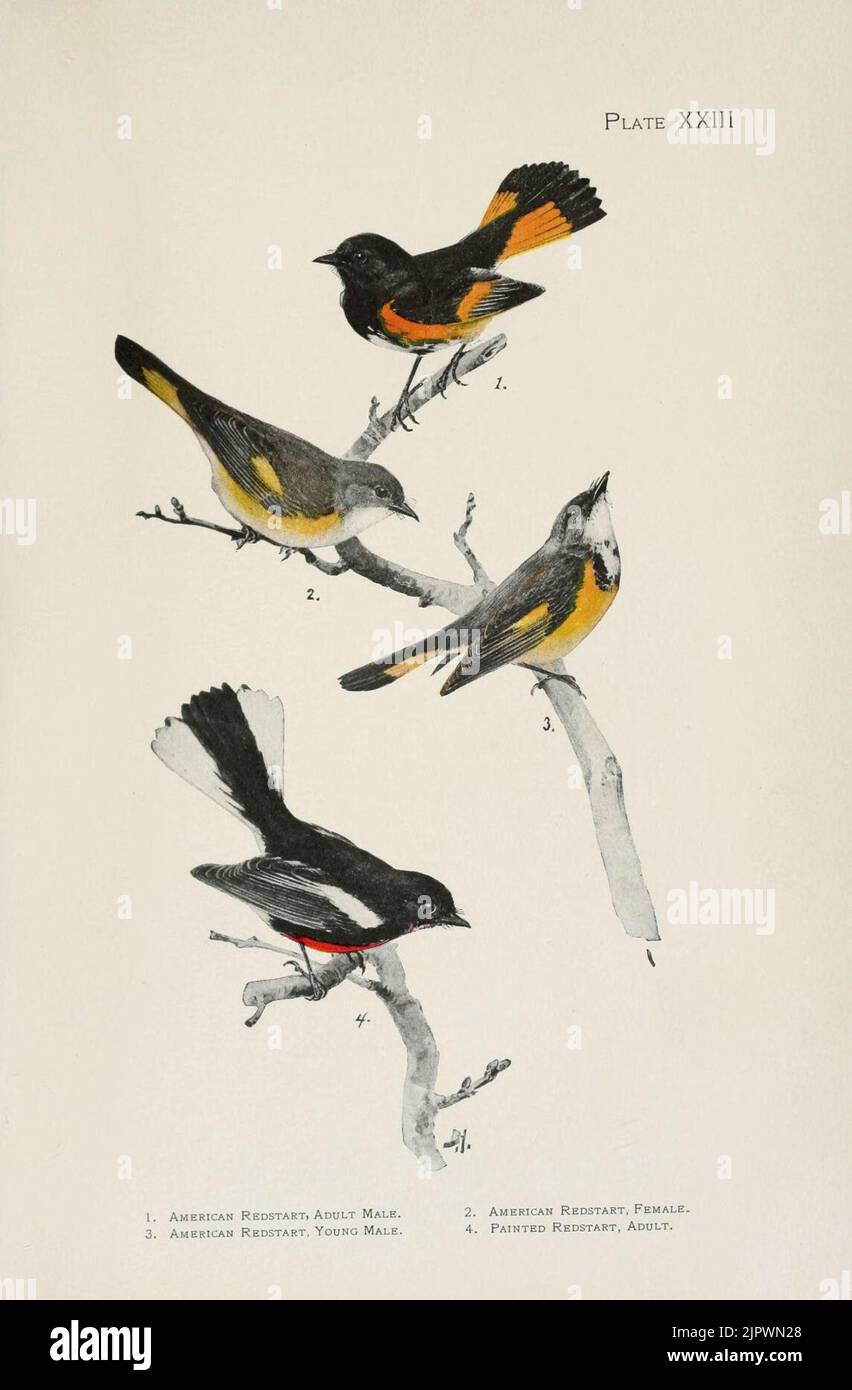The warblers of North America (6309262400 Stock Photo - Alamy