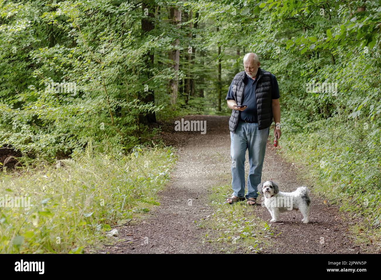 man checks messages on a smartphone during dog walk Stock Photo - Alamy