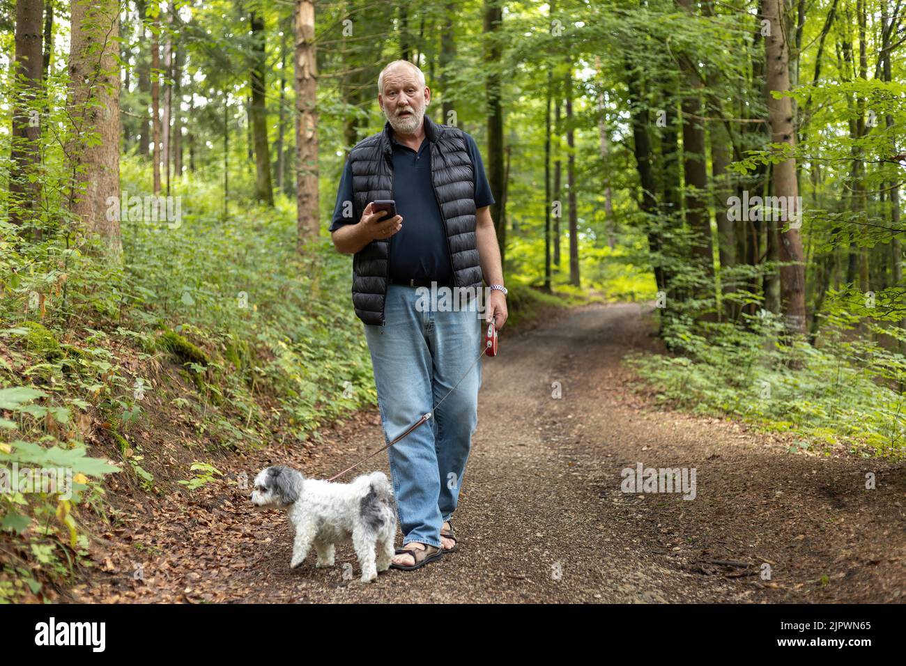 man checks messages on a smartphone during dog walk Stock Photo - Alamy