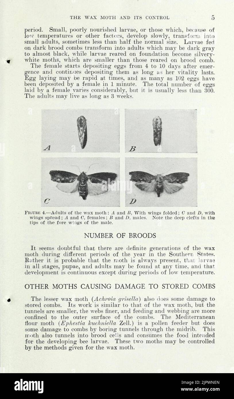 The wax moth and its control (Page 5 Stock Photo - Alamy