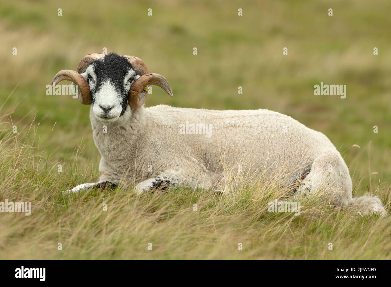 Close up of a fine Swaledale ram with curly horns, lying down and ...
