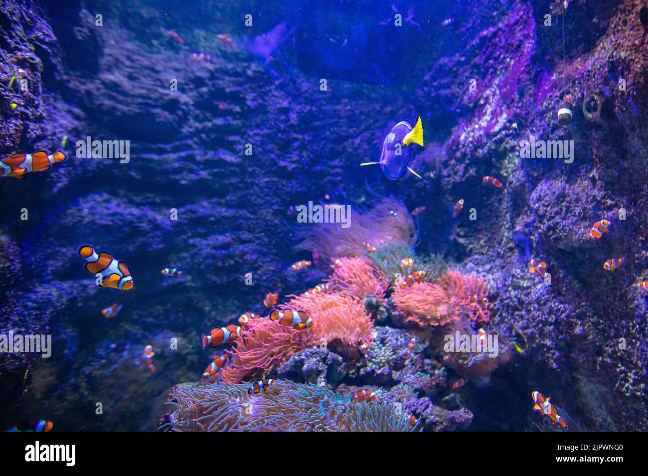 Blue tang fish dory in hi-res stock photography and images - Alamy