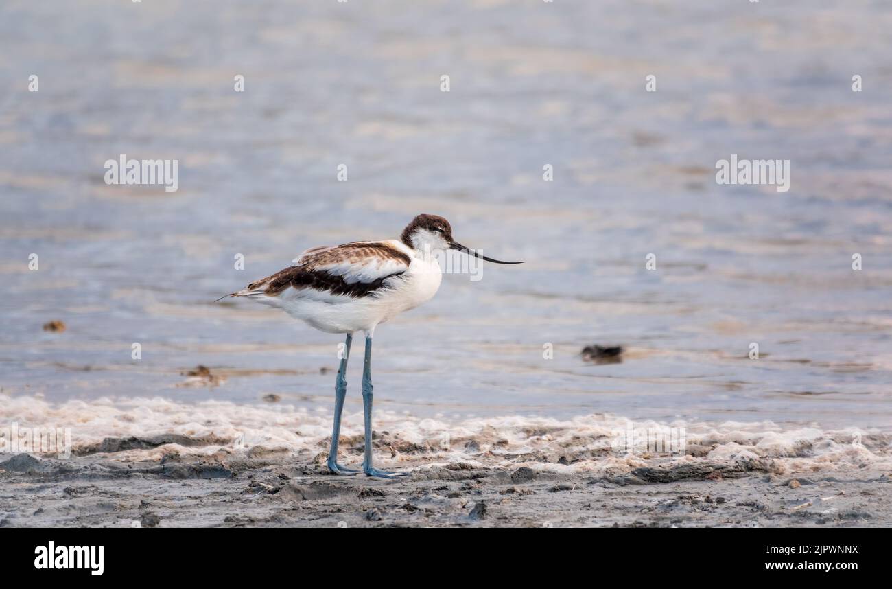 Water bird pied avocet, Recurvirostra avosetta, feeding in the lake ...
