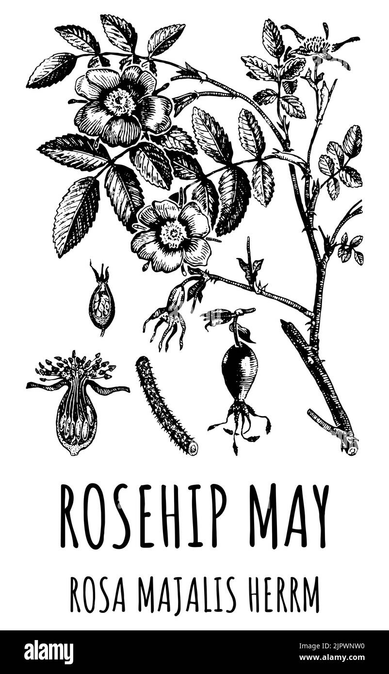 Rosa may Stock Vector Images - Alamy