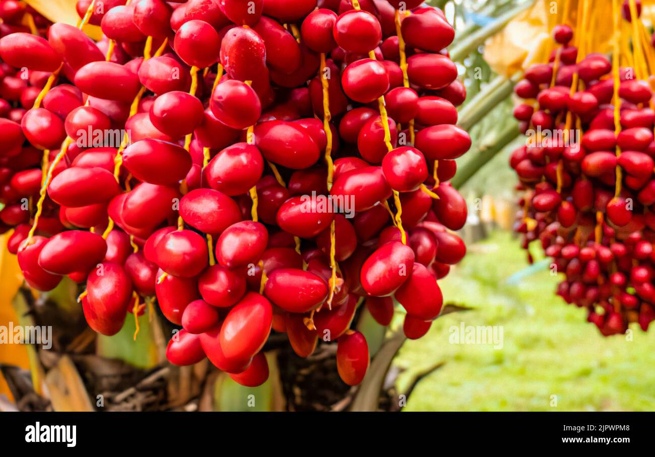Red date fruits bunch on a tree in the Muscat Stock Photo - Alamy