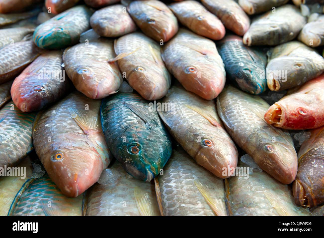 Variety of fresh fish catch in a local red sea market Stock Photo - Alamy