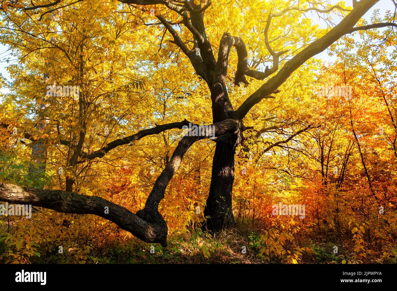 Beautiful sprawling oak tree in the fall forest with yellow and orange ...