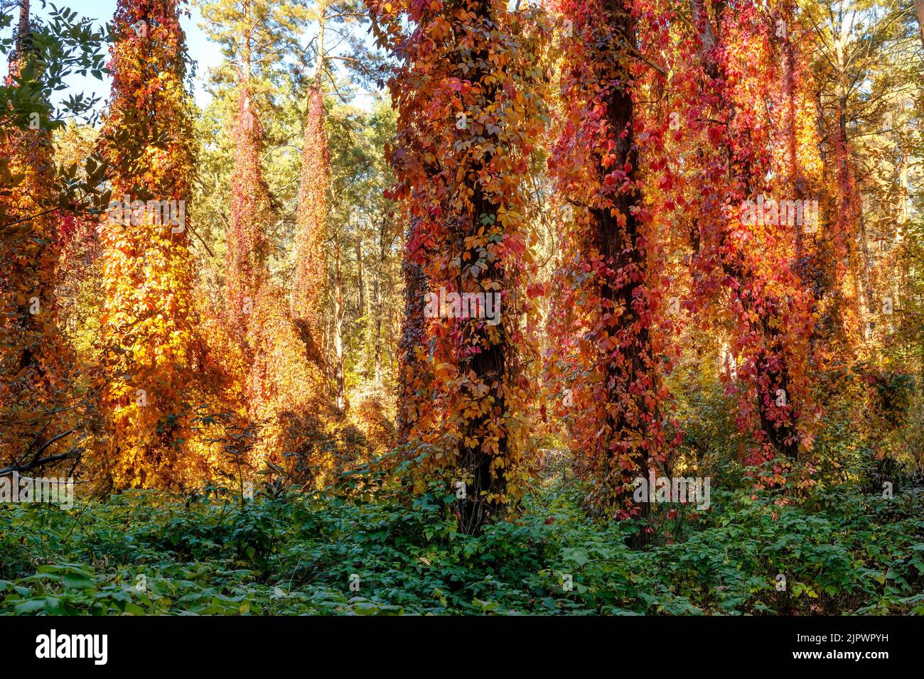 Deep forest with fall colored wild vine leaves covering pines trunks ...