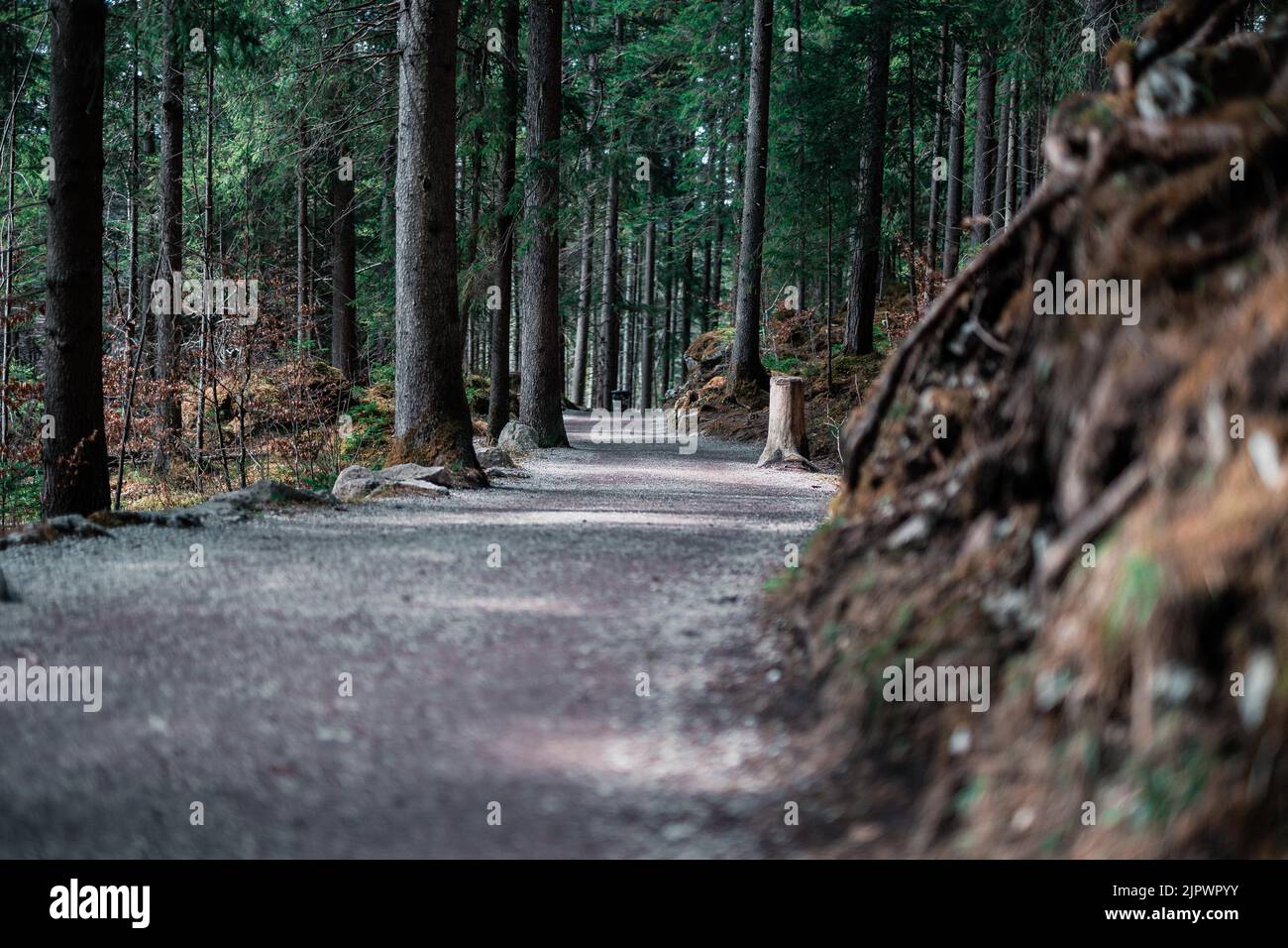 A scenic pathway in the forest surrounded with tall trees Stock Photo ...
