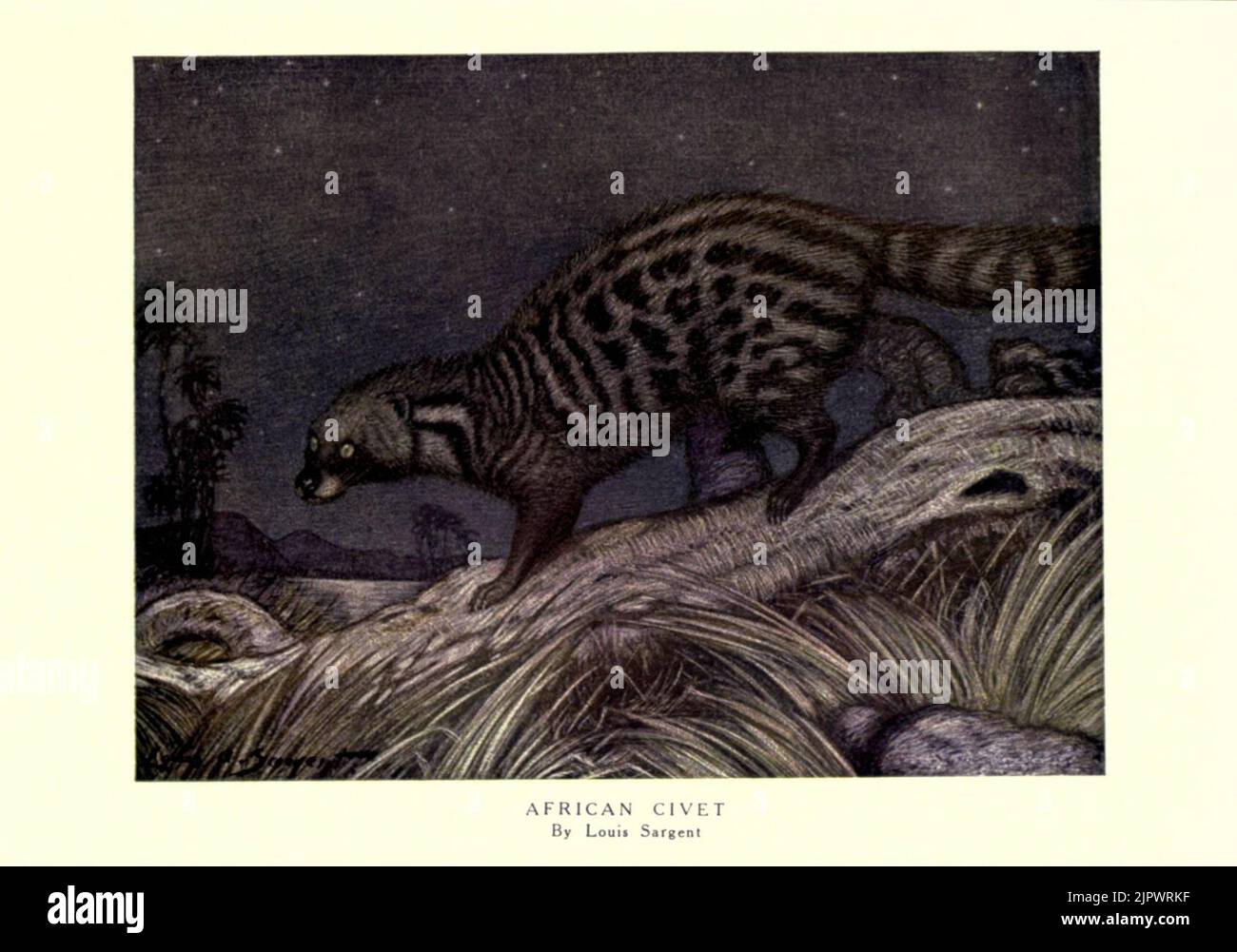 The wild beasts of the world (Pl. 23) (6505642877 Stock Photo - Alamy