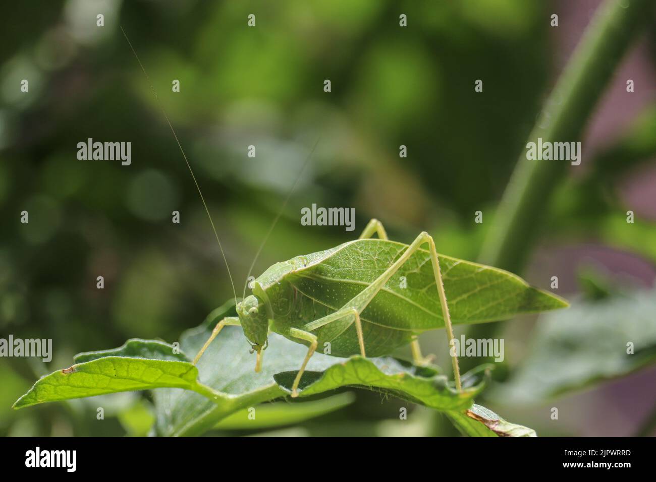 Broad wing katydid or Microcentrum rhombifolium resting on a leaf in a ...