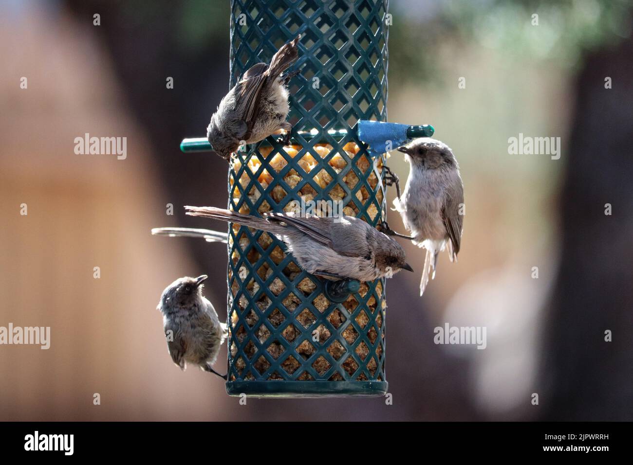 Bushtit hi-res stock photography and images - Alamy