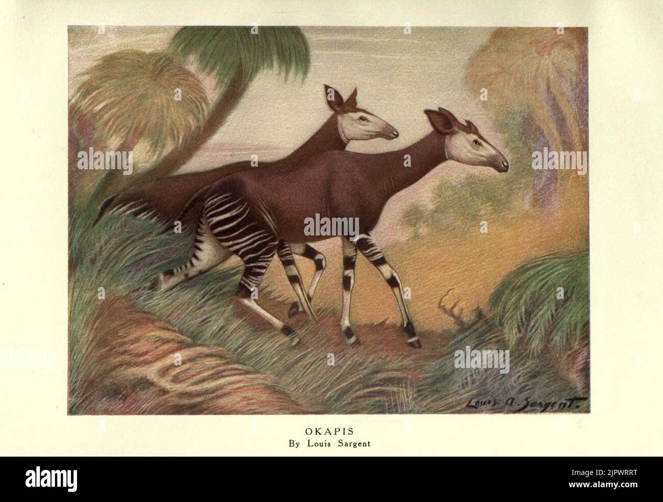 The wild beasts of the world (Plate 20) (8116044530 Stock Photo - Alamy