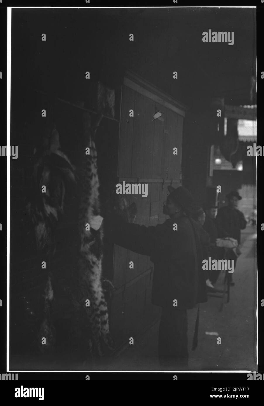 The wild cat (for the Highbinder's feast of the uncooked meat ...