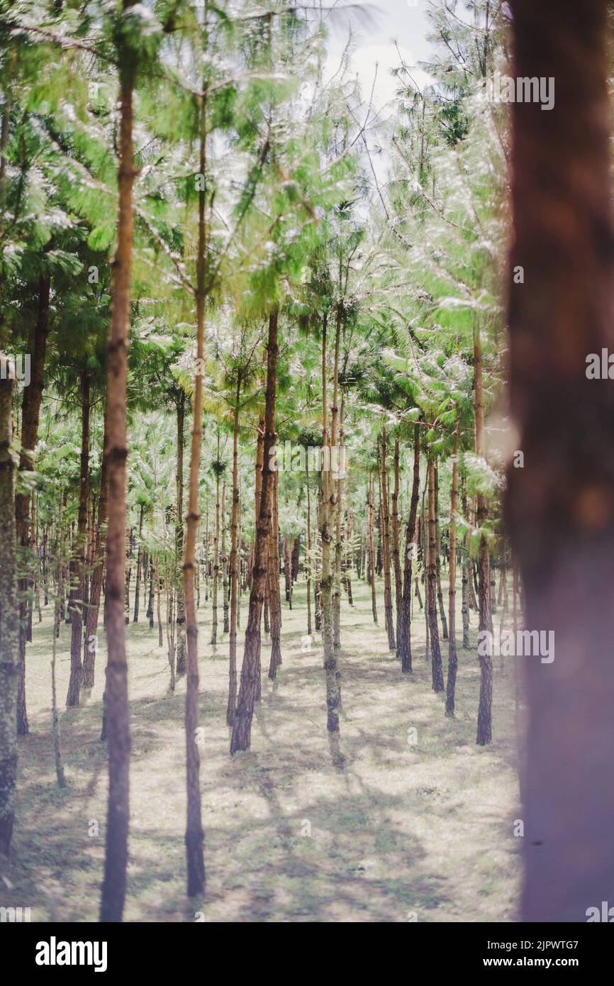 A vertical shot of tall trees growing in the forest under the sunlight ...