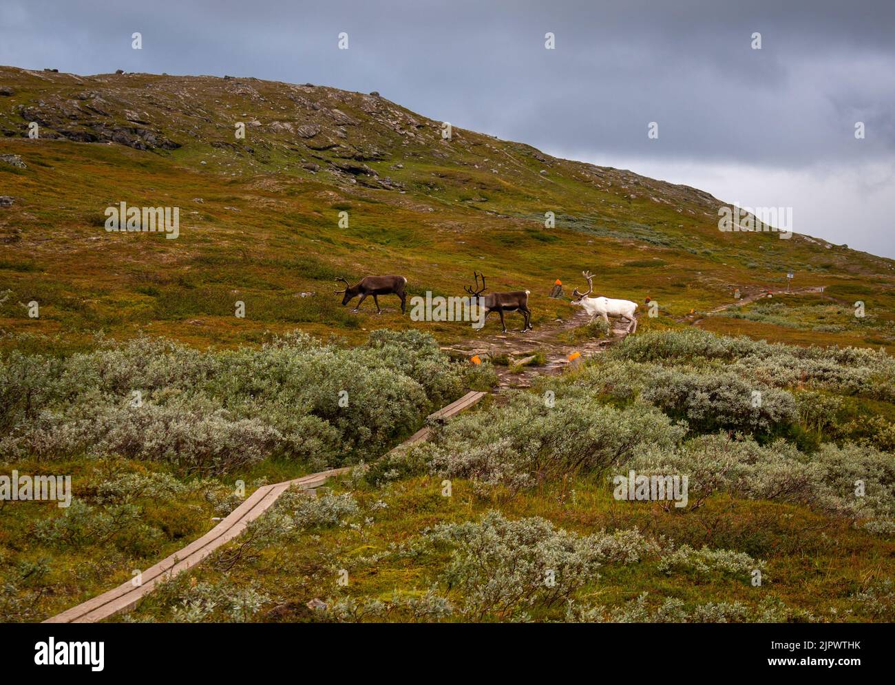 Three reindeers crossing Kungsleden hiking trail near Hemavan, Lapland ...