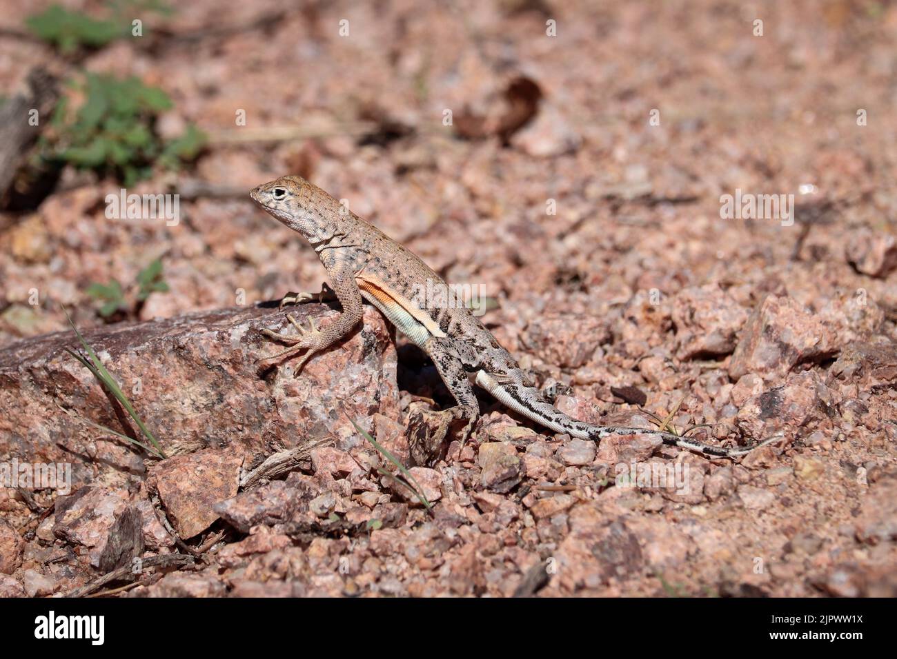 Female Greater earless lizard or Cophosaurus texanus standing on some ...