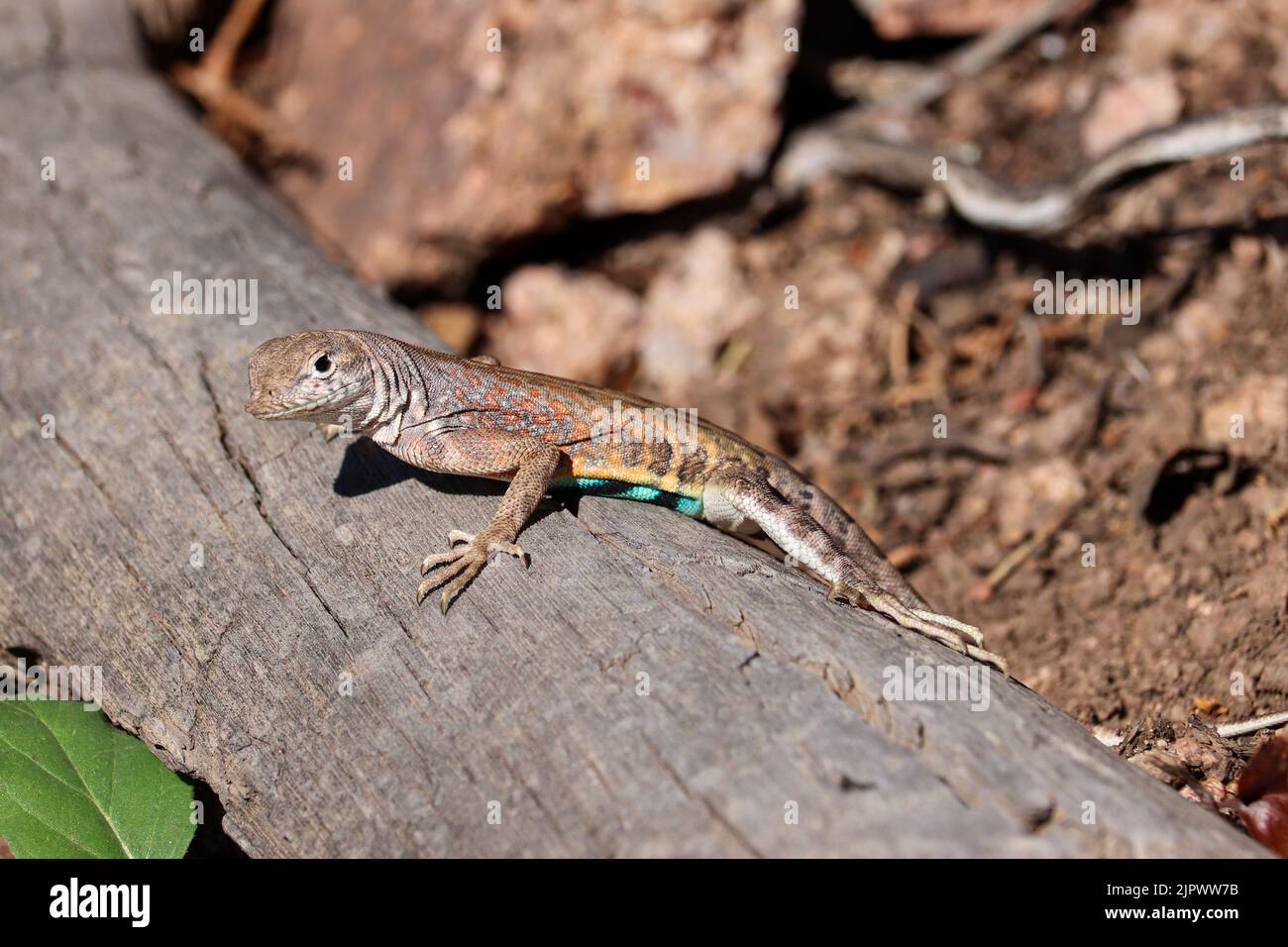 Male Greater earless lizard or Cophosaurus texanus standing on a branch ...