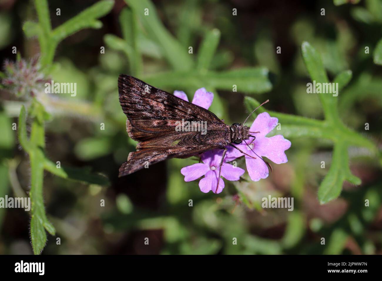 Meridian Duskywing or Erynnis meridianus feeding on mock vervain ...
