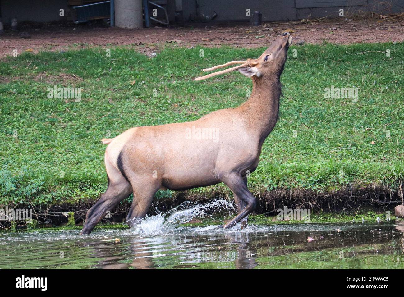Male elk or Cervus canadensis walking through the lake at Green Valley ...