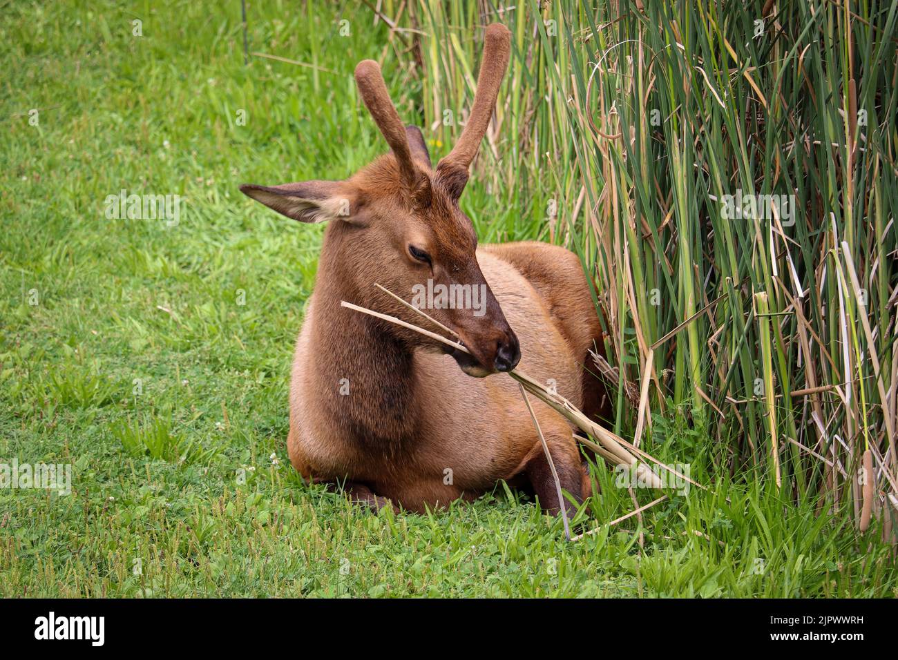 male elk or Cervus canadensis chewing on cattails at Green Valley Park ...