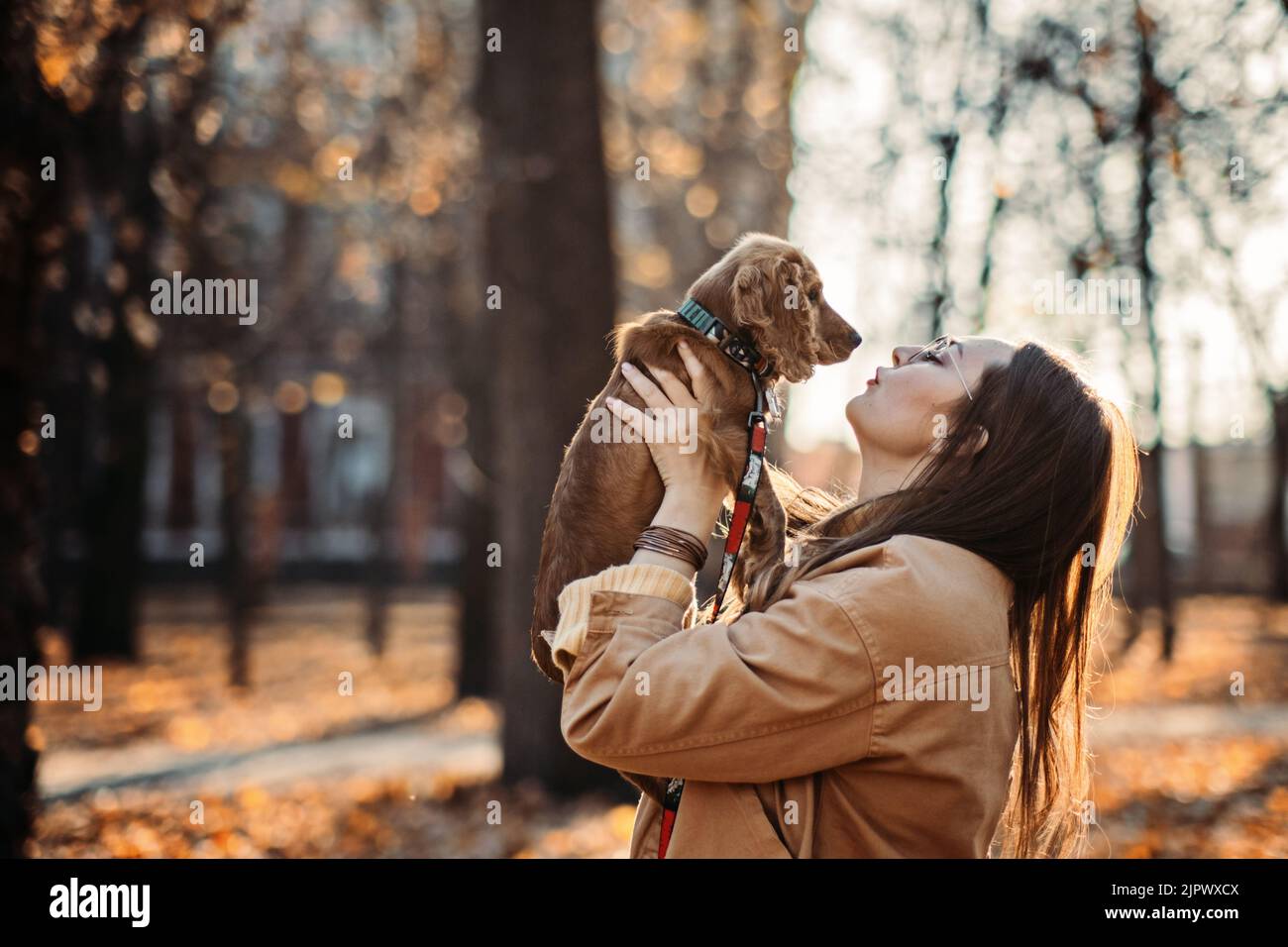 Caring for your pet in autumn, Cute English cocker spaniel puppy ...