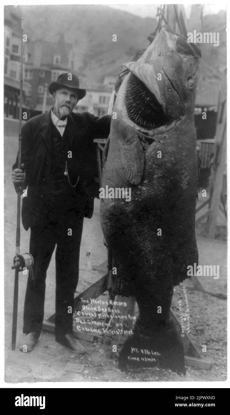 The world's record black sea bass caught with hickory rod by L.G ...