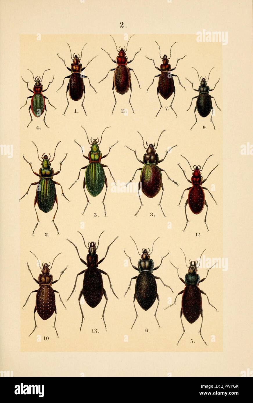 The young beetle-collector's handbook (Pl. 2 Stock Photo - Alamy