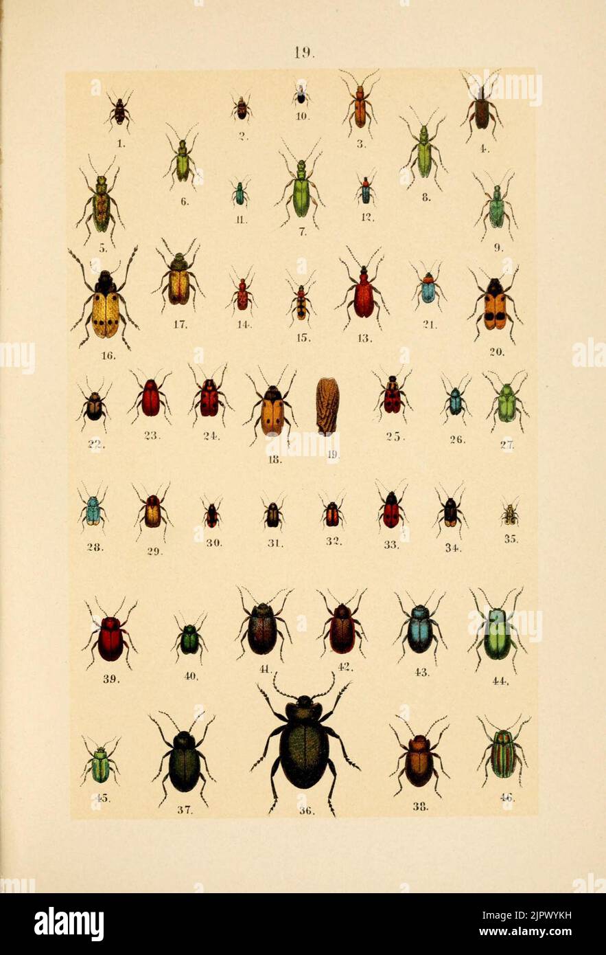 The young beetle-collector's handbook (Pl. 19 Stock Photo - Alamy