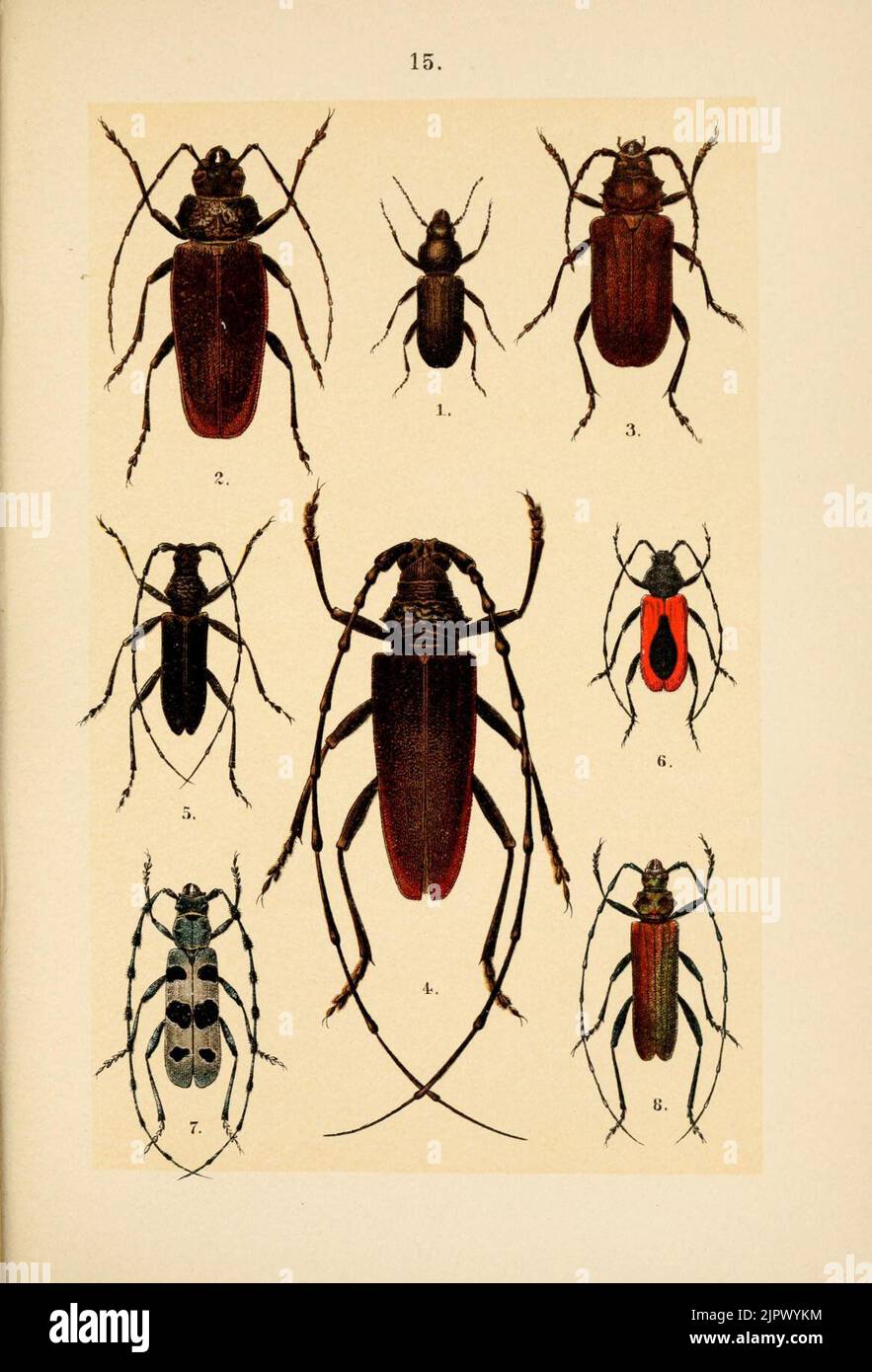 The young beetle-collector's handbook Stock Photo - Alamy