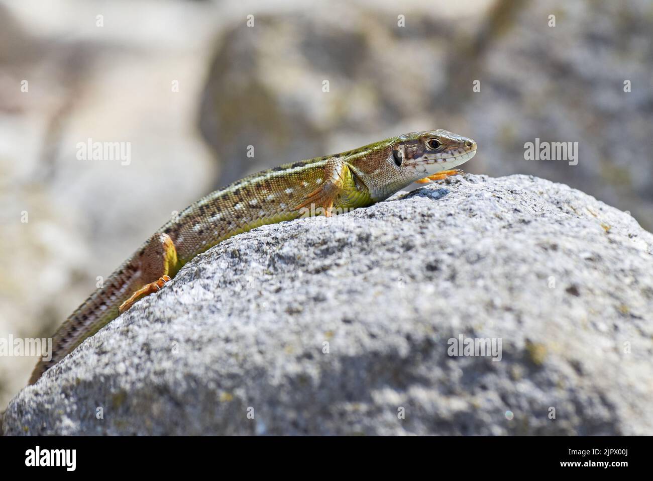 Quick lizard hi-res stock photography and images - Alamy
