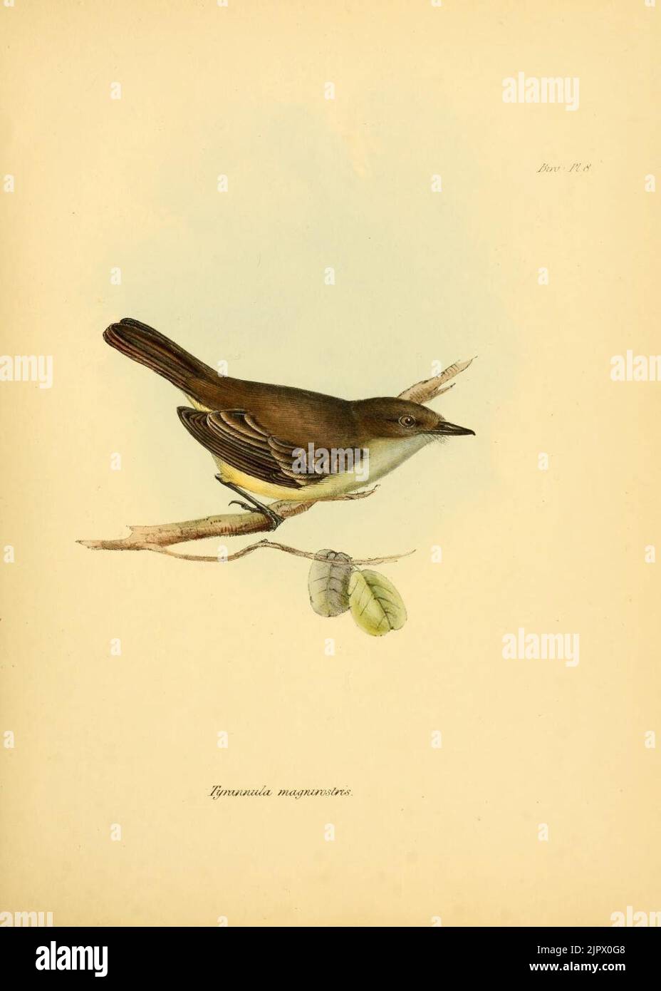 The zoology of the voyage of H.M.S. Beagle (Birds Pl. 8) (8429499001 ...