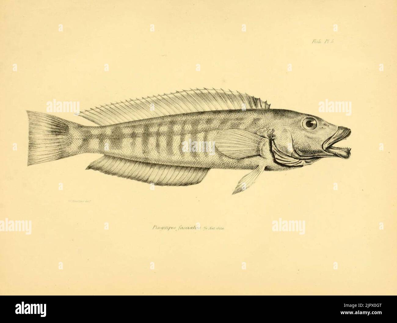 The zoology of the voyage of H.M.S. Beagle (Fish. Pl. 5) (5985486934 ...