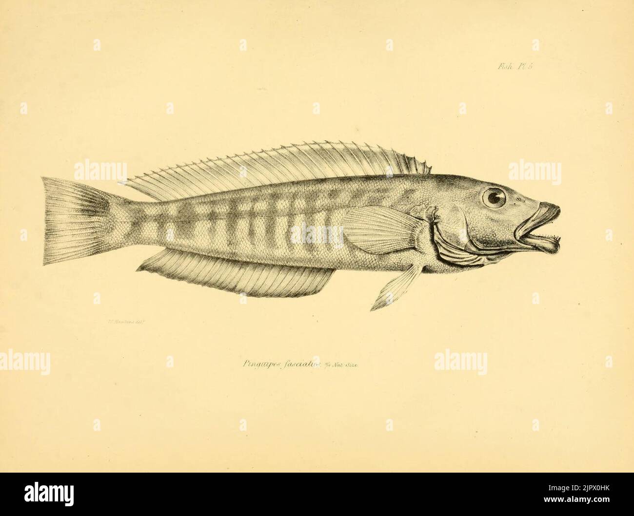 The zoology of the voyage of H.M.S. Beagle (Fish. Pl. 5 Stock Photo - Alamy