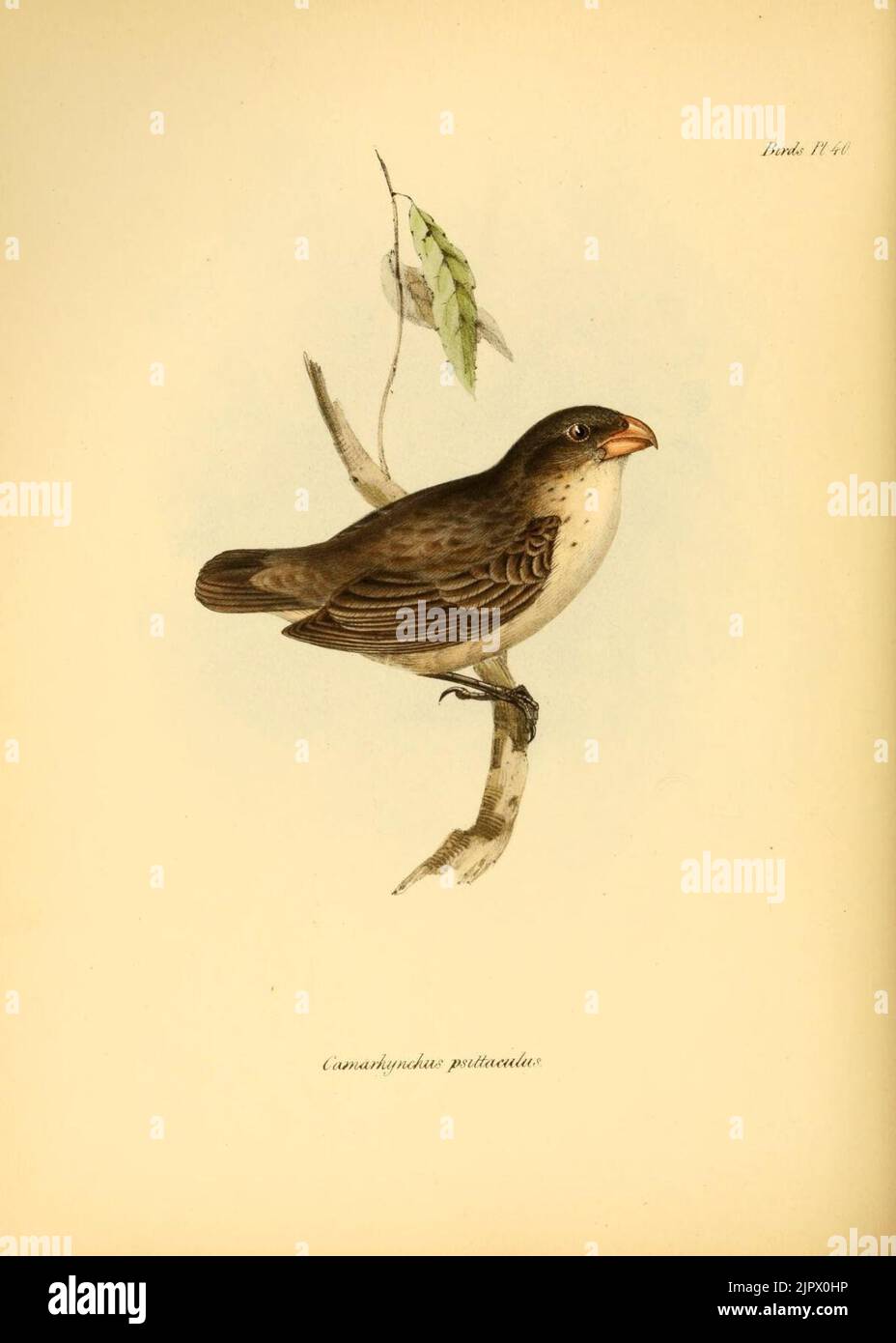 The zoology of the voyage of H.M.S. Beagle (Birds Pl. 40) (8430615678 ...