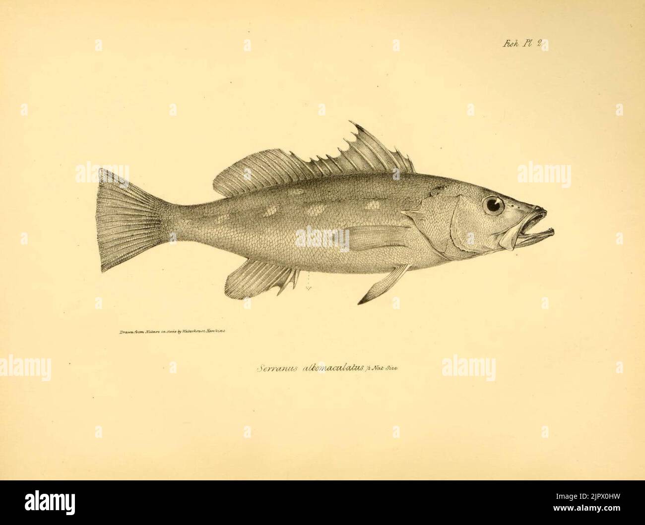 The zoology of the voyage of H.M.S. Beagle (Fish. Pl. 2) (5984924089 ...