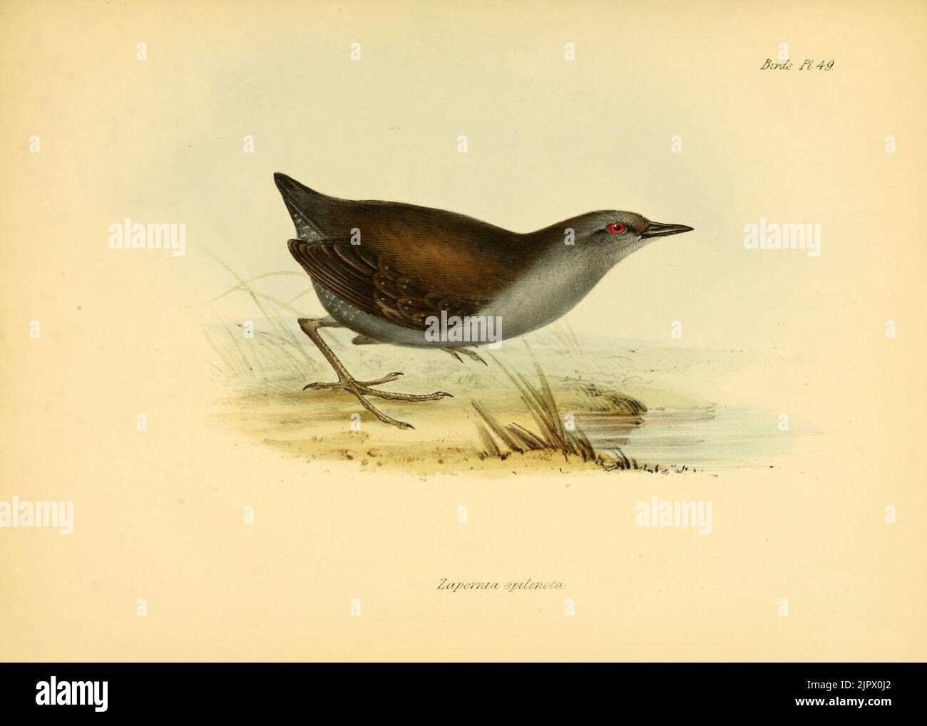 The zoology of the voyage of H.M.S. Beagle (Birds Pl. 49) (8429533643 ...