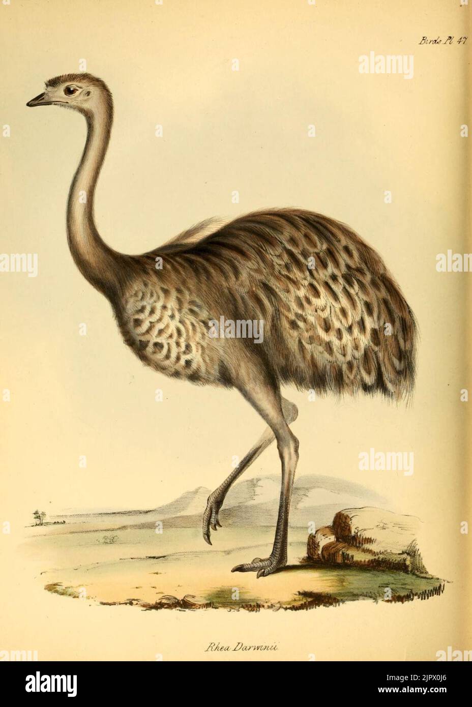 The zoology of the voyage of H.M.S. Beagle (Birds Pl. 47) (8429532695 ...