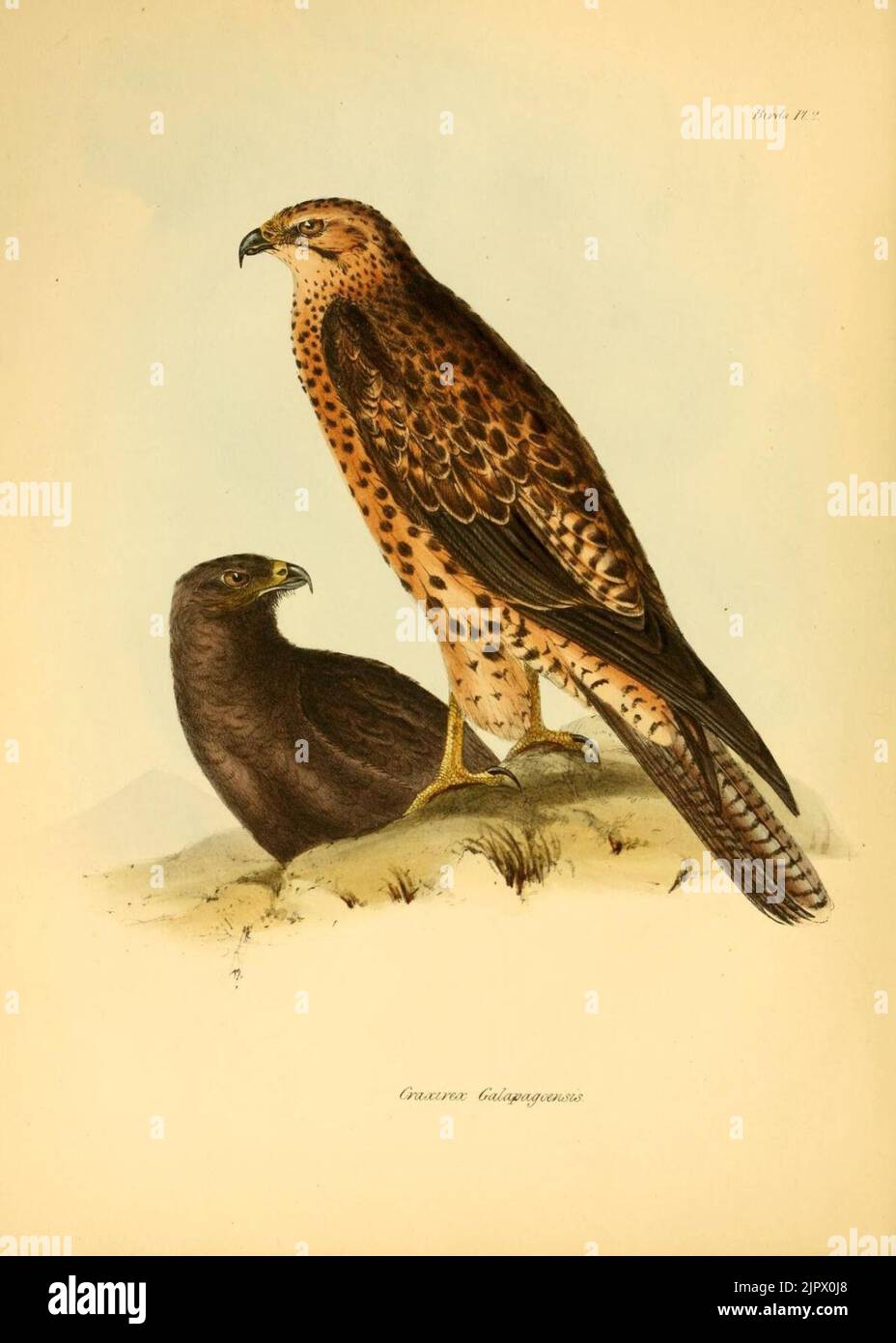 The zoology of the voyage of H.M.S. Beagle (Birds Pl. 2) (8430583402 ...