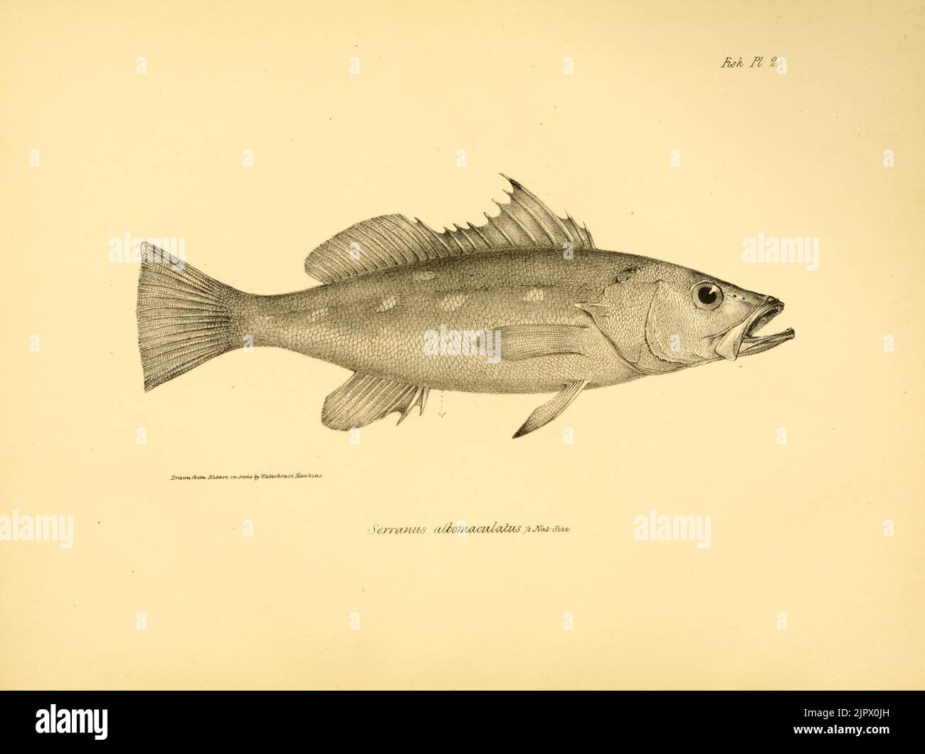 The zoology of the voyage of H.M.S. Beagle (Fish. Pl. 2 Stock Photo - Alamy