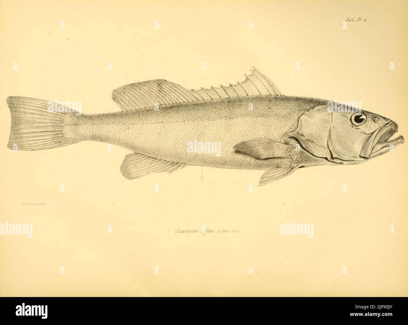 The zoology of the voyage of H.M.S. Beagle (Fish. Pl. 4) (5984924555 ...